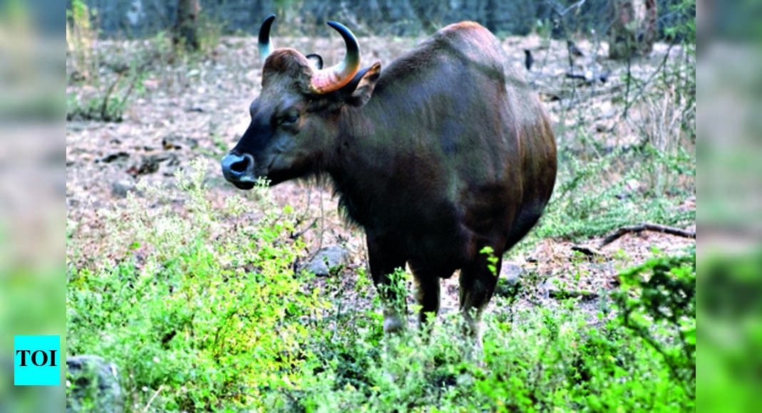 Woman Injured In Gaur Attack Near Her Farm | Kolhapur News - Times of India