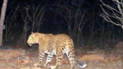 Big cat causing terror in Sunabeda sanctuary turns out to be leopard ...