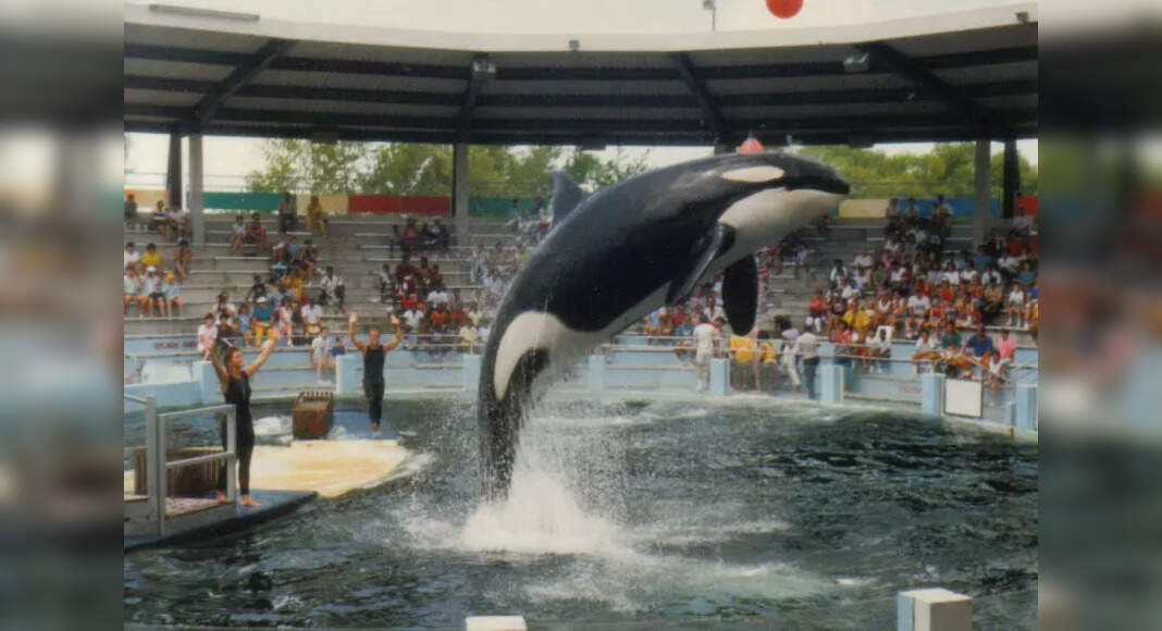 Lolita, the oldest orca in captivity, to be released into the wild ...