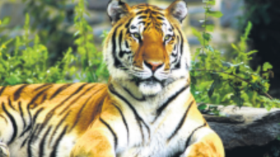 Twists & Turns In Raj Tiger Tale | Jaipur News - Times of India