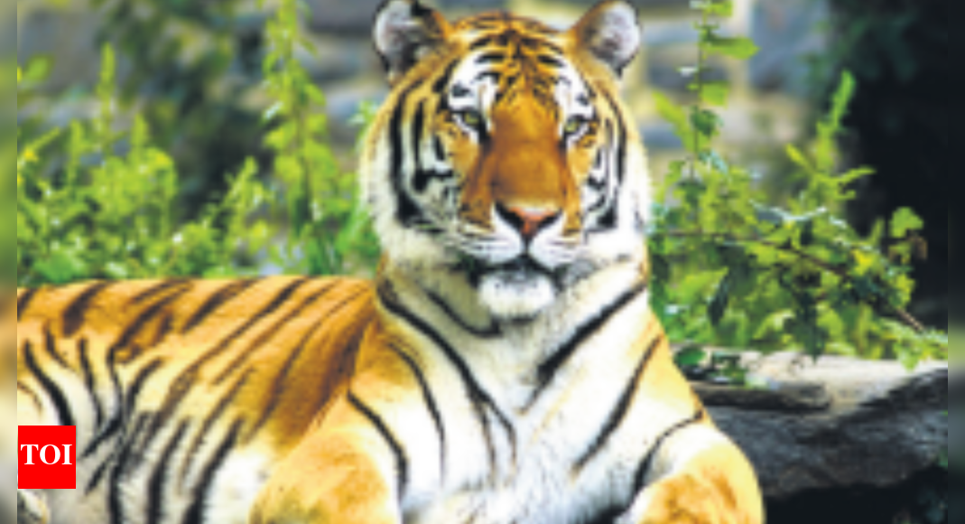 Twists & Turns In Raj Tiger Tale | Jaipur News - Times of India