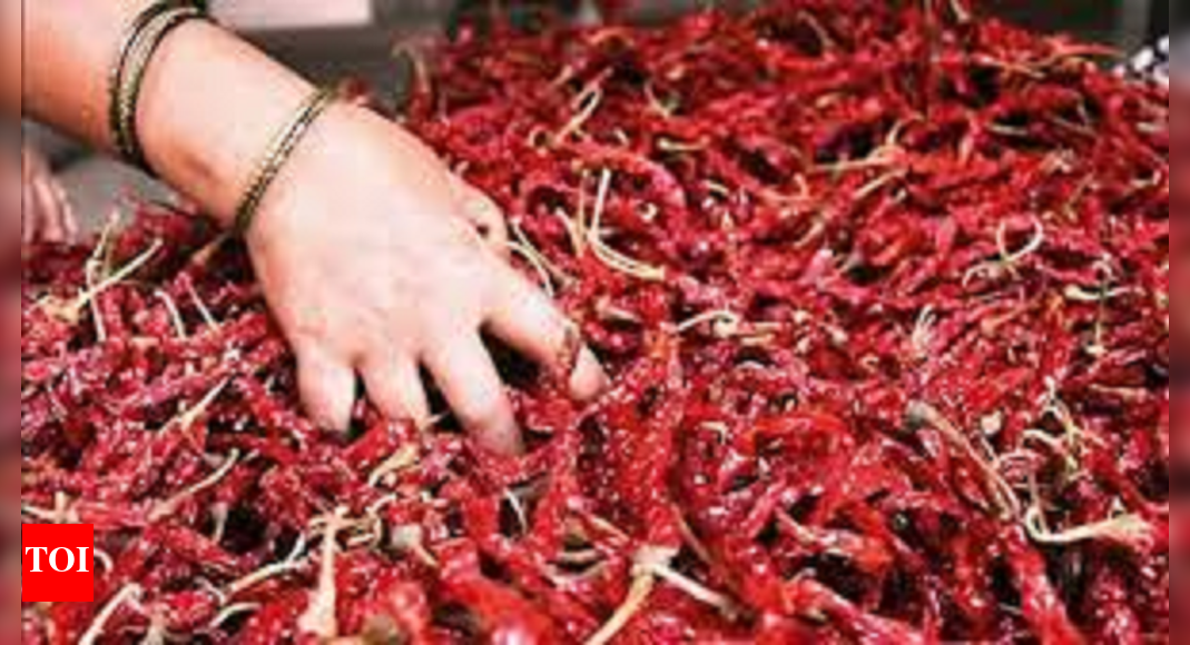 Rain damages 14,000-acre of red chilli crops | Hyderabad News - Times ...