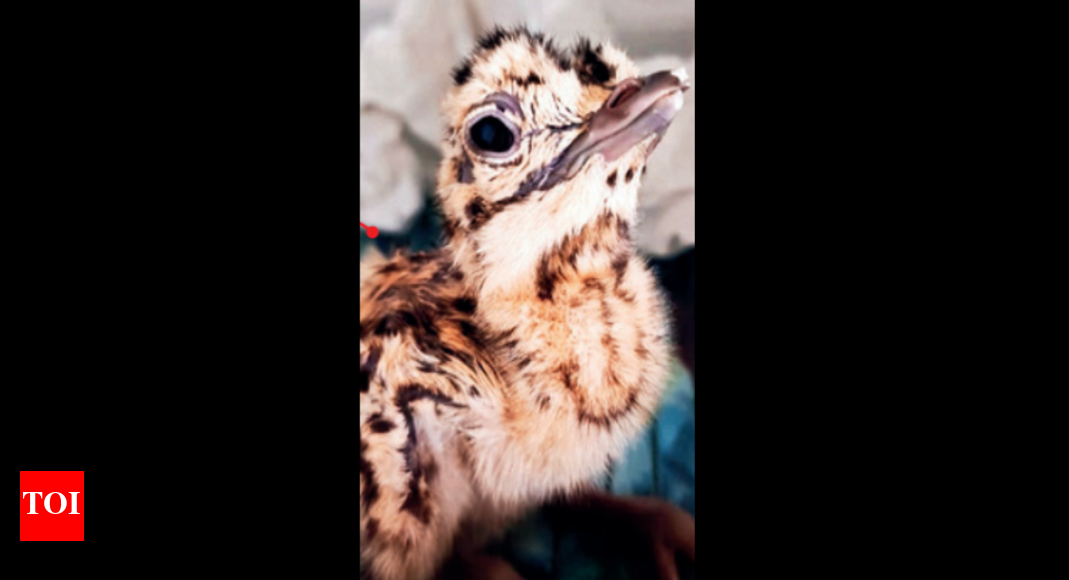 In a first, GIB chick artificially hatched from egg of captive bird in ...