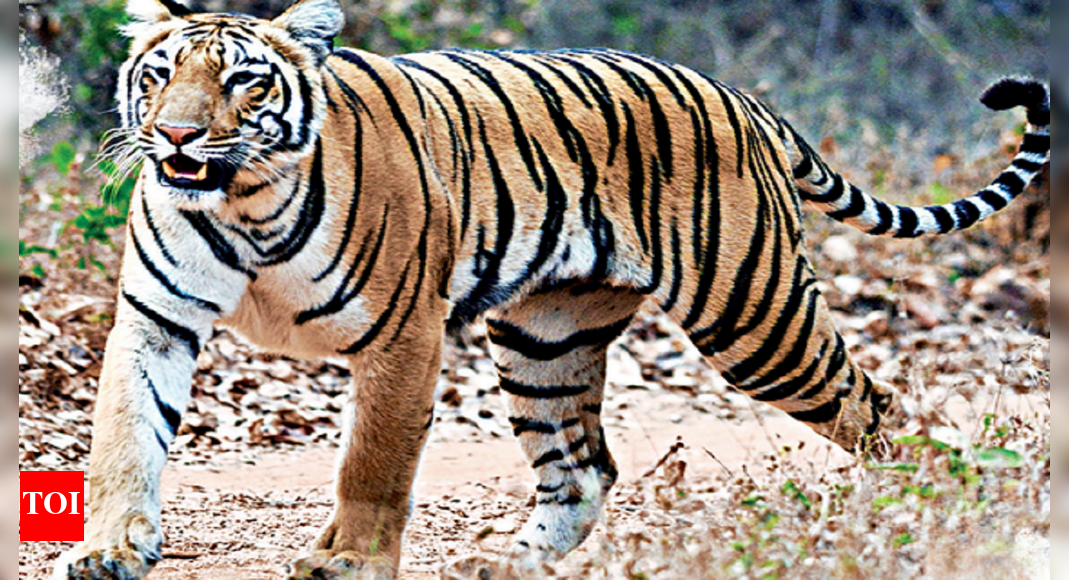 Project Tiger: ‘Private protected forests best option for future of ...