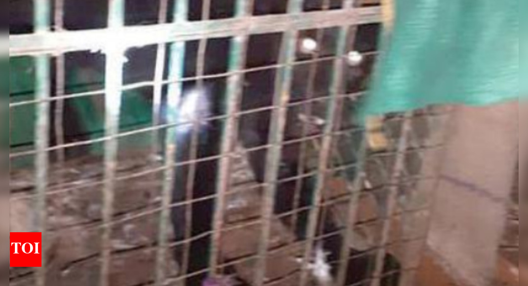 Black panther on the prowl for month trapped at Balli | Goa News ...