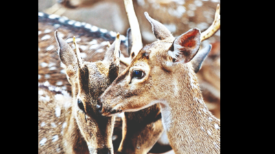 Ollur: Puthur Zoological Park To Open By December | Kochi News - Times ...