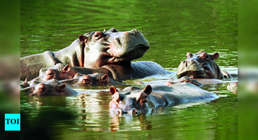 Escobar: Colombian hippos linked to a zoo of former drug lord Pablo ...