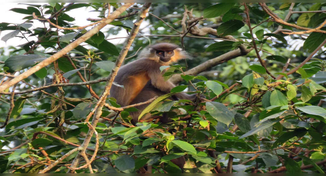 In search of the rare and unique in Assam’s Nameri National Park, Assam ...