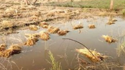 Over 25,000 farmers suffer crop loss in Agra region due to 136% excess ...