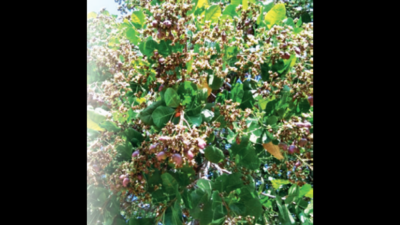 Palasa: Palasa Cashews, With African Touch! | Visakhapatnam News ...