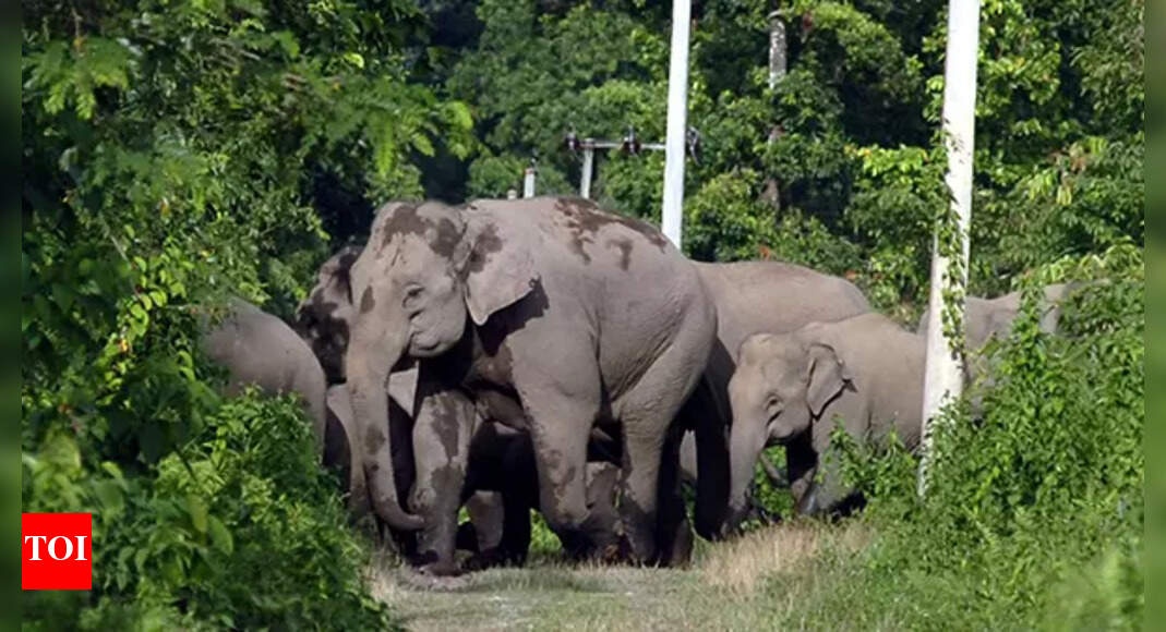 Why Bengal became a human-elephant conflict zone | India News - Times ...