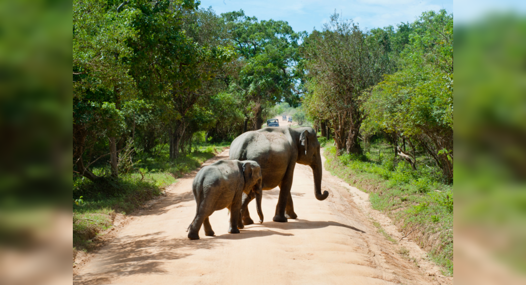 Kaziranga National Park to host Gaj Utsav 2023 this month; safaris to ...