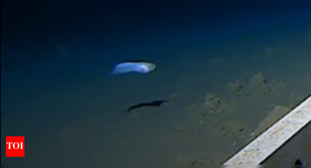 Deepest-ever fish caught and filmed off Japan by scientists - Times of ...
