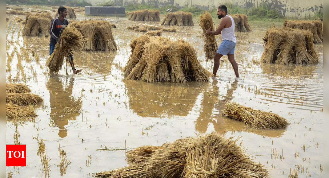 10% of wheat crop damaged due to untimely rains; output unlikely to ...