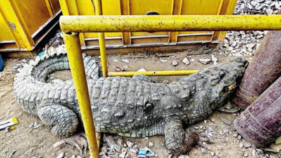 12-feet crocodile rescued from bullet train track site in Karjan ...