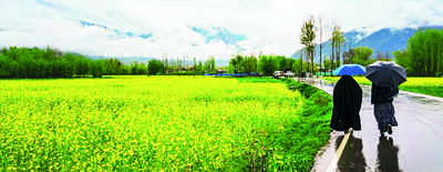 Kashmir: Yellow Revolution Hits Kashmir As Mustard Farming Becomes ...