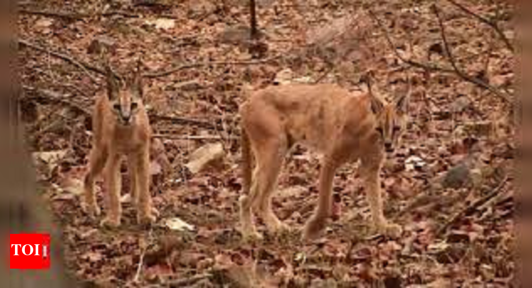 Now, ‘most Wanted’ Caracals Next On Reintroduction Project Of Mp Forest ...