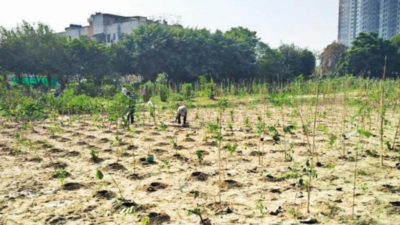 Sai Upvan: Gzb’s ‘lungs’: 2l More Saplings To Be Planted | Ghaziabad ...