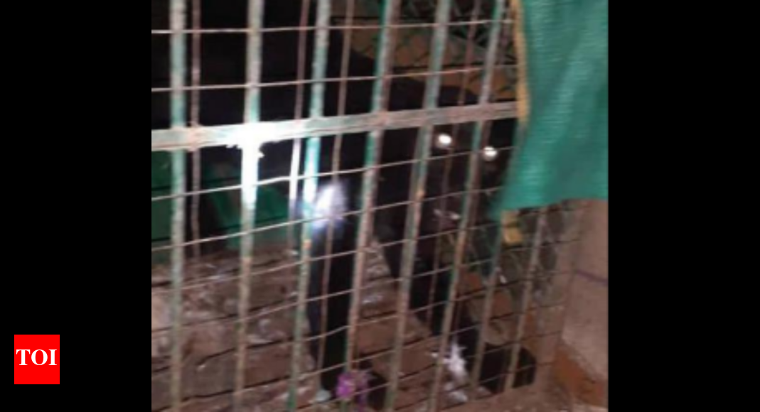 Trapped black panther to be fitted with tracking device | Goa News ...