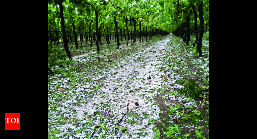 Nashik: Nashik rainfall in March highest for month in 8 years | Nashik News - Times of India