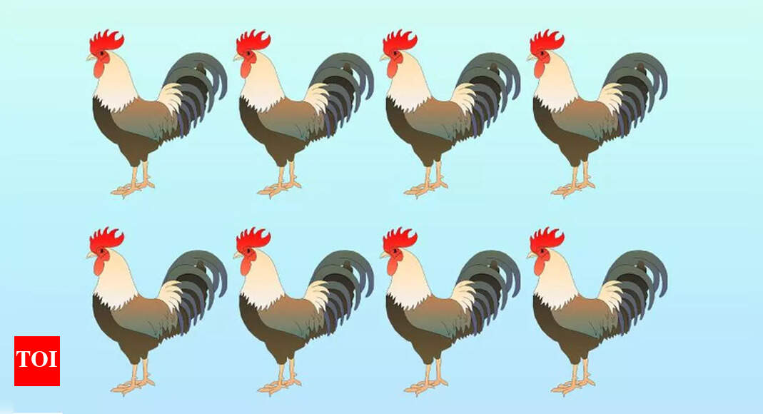 Test your IQ: You have eagle eyes if you can spot the odd chicken at ...