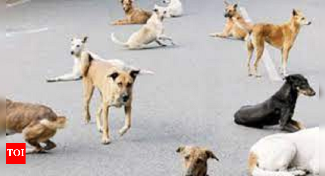 60-year-old farmer mauled to death by stray dogs in Andhra Pradesh ...