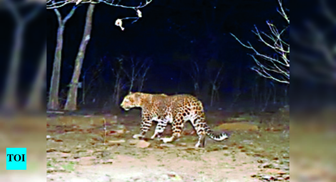 With Man-eater Leopard On Prowl, Forest Dept Arms Up With Gas Guns ...