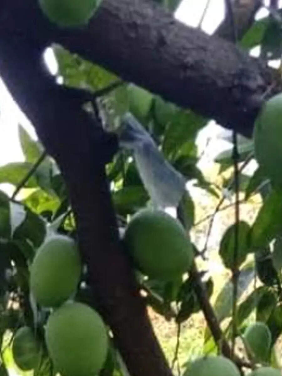 Varanasi's famous Banarasi Paan and Langda Aam join GI club | Times of ...