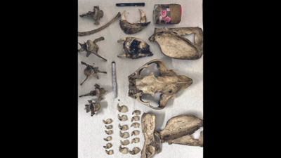 Tiger's body parts found in Asifabad | Hyderabad News - Times of India