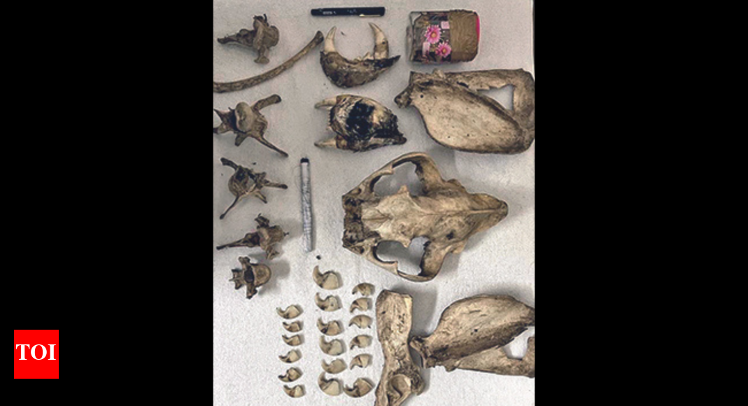 Tiger's body parts found in Asifabad | Hyderabad News - Times of India