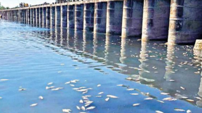 Nira: Thousands Of Dead Fish Found Floating In Nira River | Pune News ...