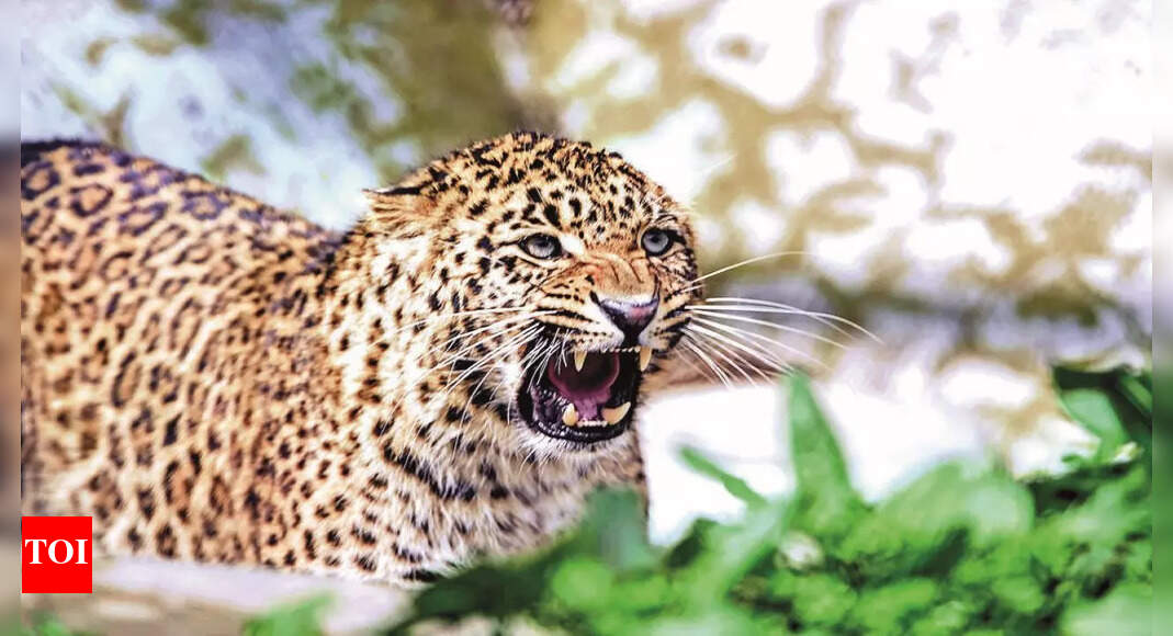 Leopard: Leopard Pounces On Shepherd Sleeping In The Open To Guard His ...