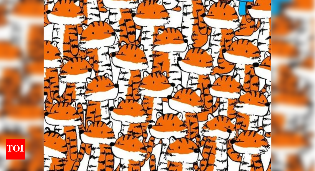 Can you spot FOUR cats hidden among the tigers? - Times of India