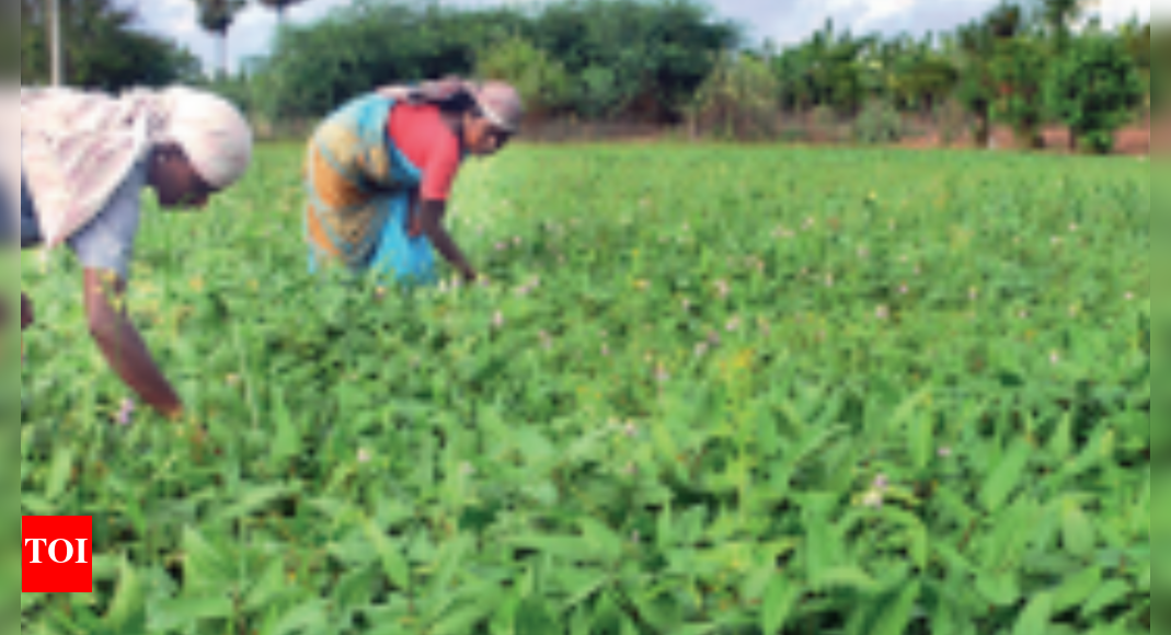 Food grain production up in Andhra Pradesh despite drop in area ...