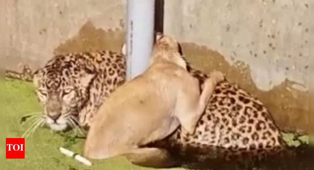 Leopard and dog trapped in borewell in Uttarakhand's US Nagar, rescued | Dehradun News - Times ...