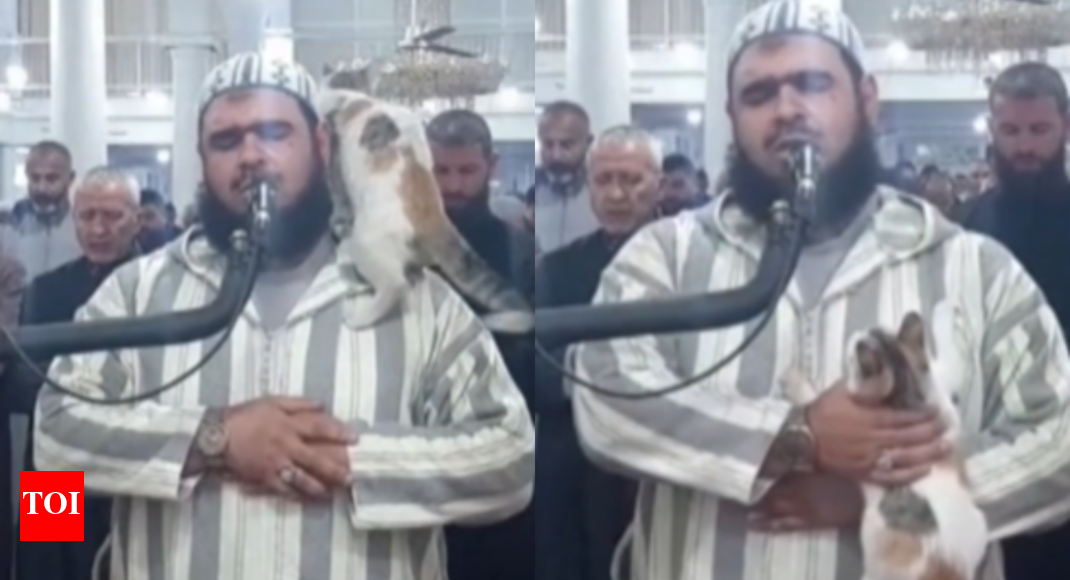 Cat climbs on Imam as he recites Ramadan prayers at an Algerian mosque ...