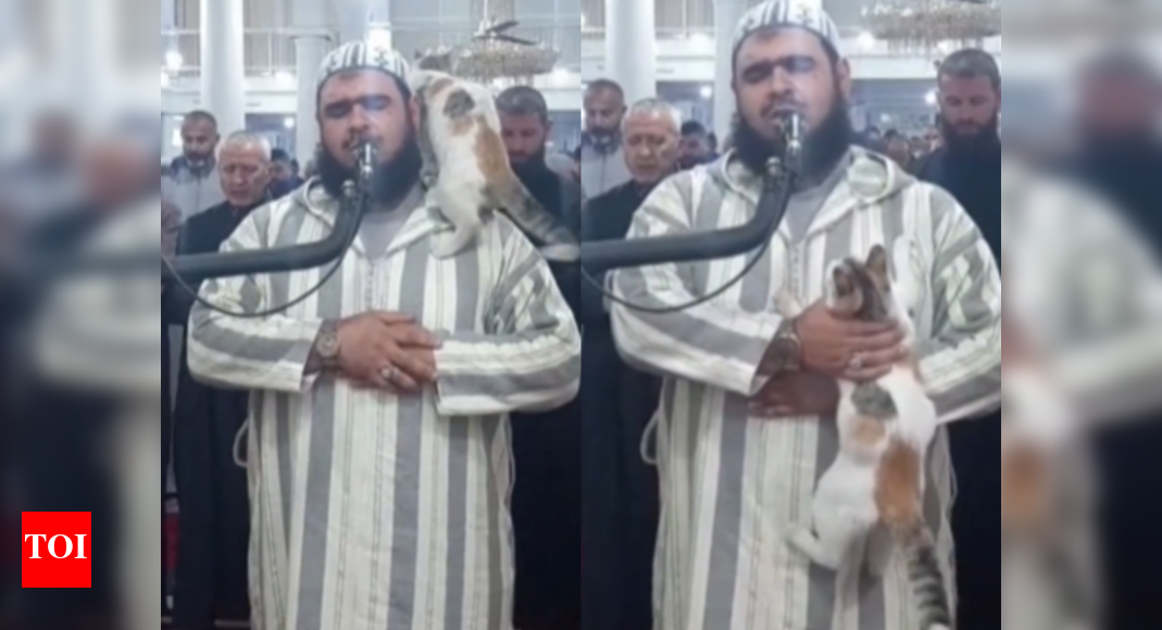 Cat climbs on Imam as he recites Ramadan prayers at an Algerian mosque ...