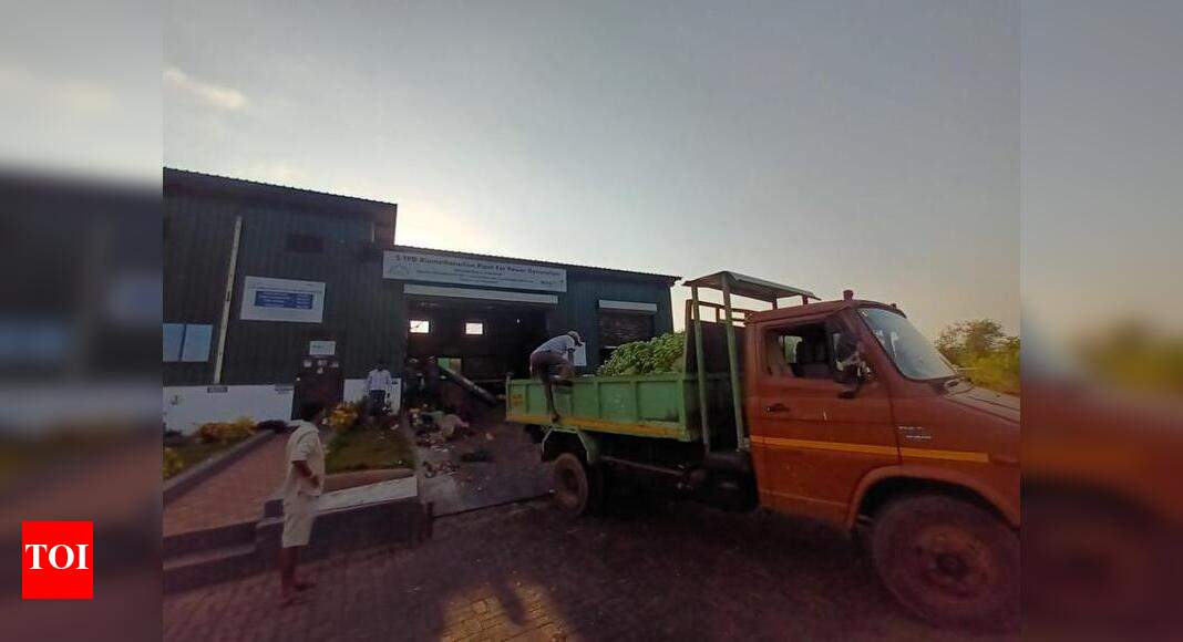 FDA seizes artificially ripened bananas | Goa News - Times of India