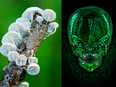 Indian mushroom farmer becomes the first-ever victim of rare fungal ...