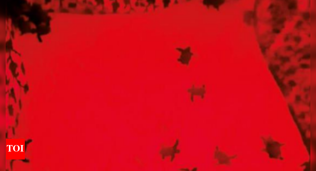 1063 Turtle Hatchlings Reach Sea In Udupis Kundapur Mangaluru News Times Of India 