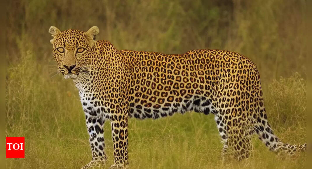 Six-year-old girl killed in leopard attack in Nashik | Nashik News ...