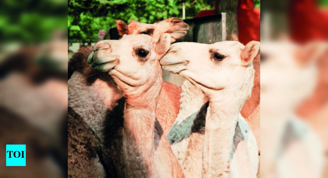 Camel: Camel Rearers Submit Memo To Collector Demanding Sanctuary ...