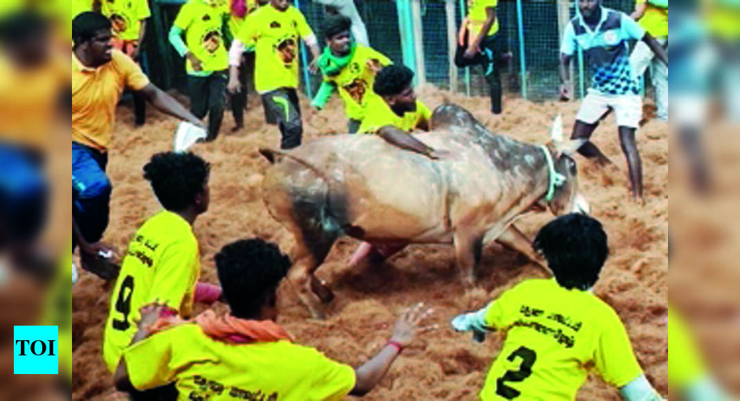 Trichy: 33 Injured In Jallikattu Event Held In Trichy | Trichy News ...