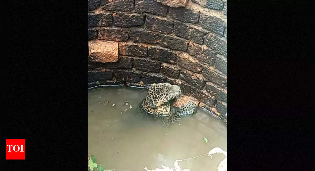 Leopard falls into well at Sattari, rescued | Goa News - Times of India