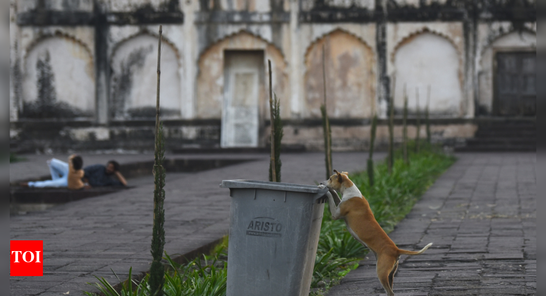 With attacks on rise, India’s stray dogs become a bone of contention ...