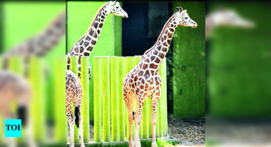 Sajjangarh Park To Get 4 Giraffes Soon | Jaipur News - Times of India