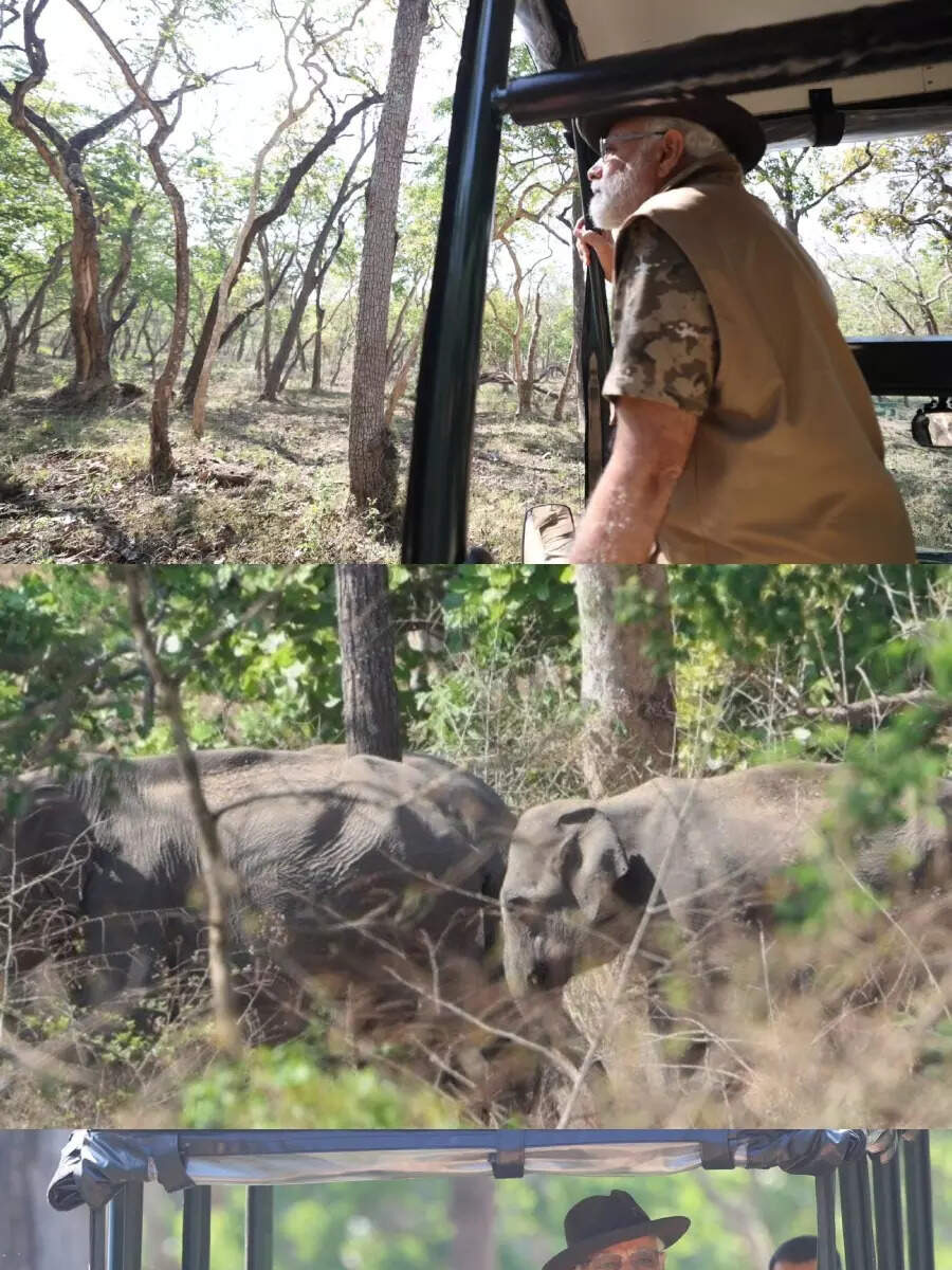 PM Modi goes on jungle safari at Bandipur Tiger Reserve, visits ...