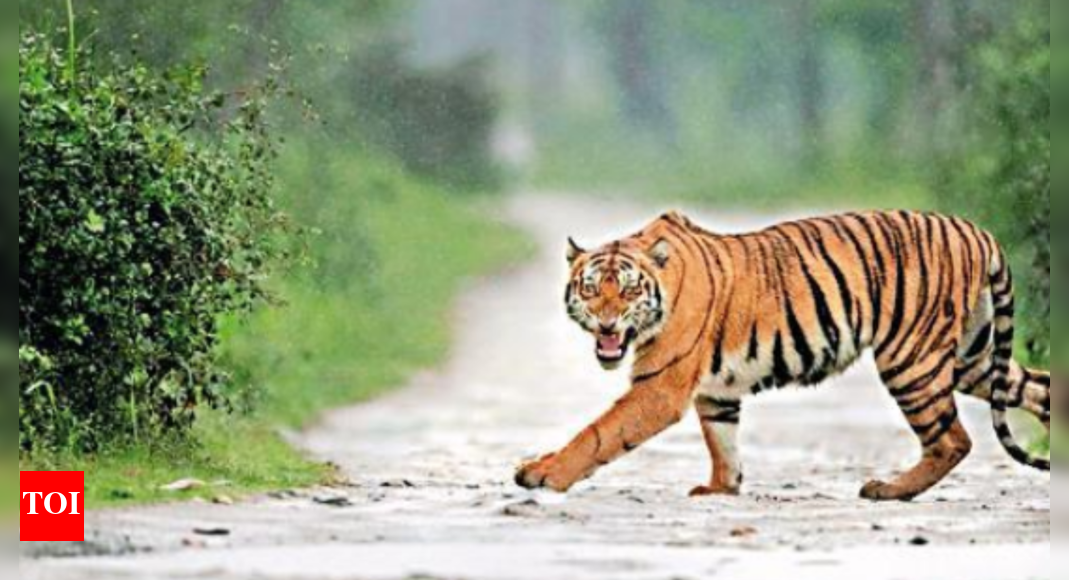Tiger Census 2023: North Eastern Hills and Brahmaputra plains record ...