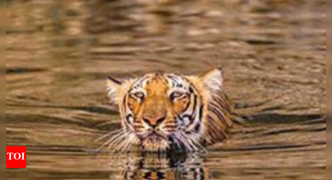 Tiger population in Shivalik hills & Gangetic plains records maximum ...