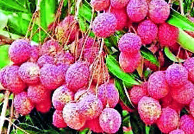 Litchi: ‘govt Encouraging Farmers To Grow New Litchi Varieties’ | Patna ...